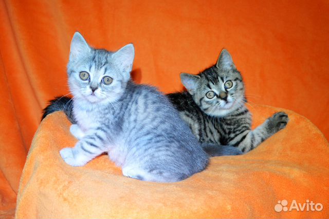 Шотладские котята