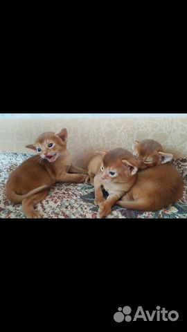 Абиссинские котята резерв