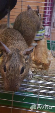 Продам 2 Чилийские белки Дегу с приданным