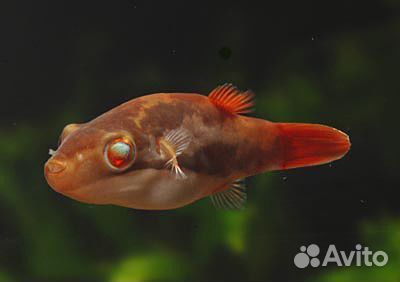 Краснохвостый тетраодон, лорикарии