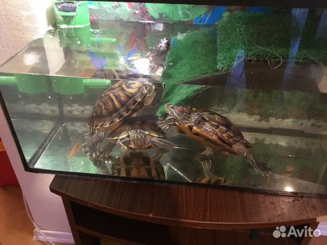 Желтоухие водяные черепахи