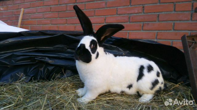 Кролик немецкий пестрый великан, строкач. Самки