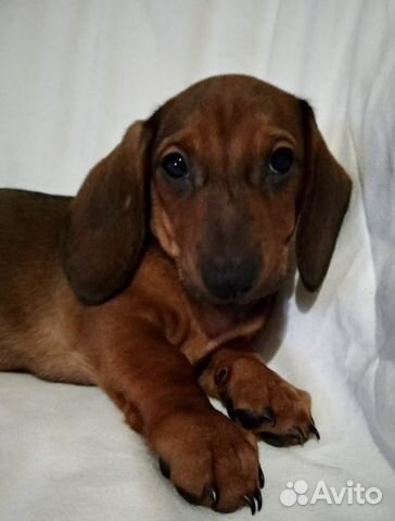 Таксята стандартные гладкошерстные