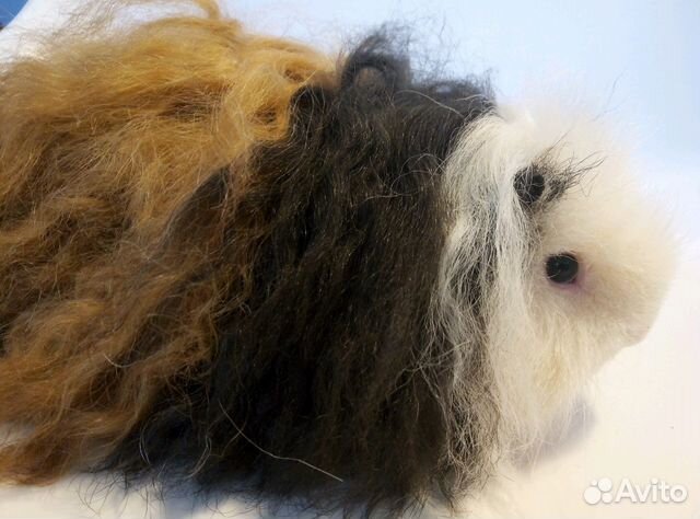 Морские свинки шелти, тексель