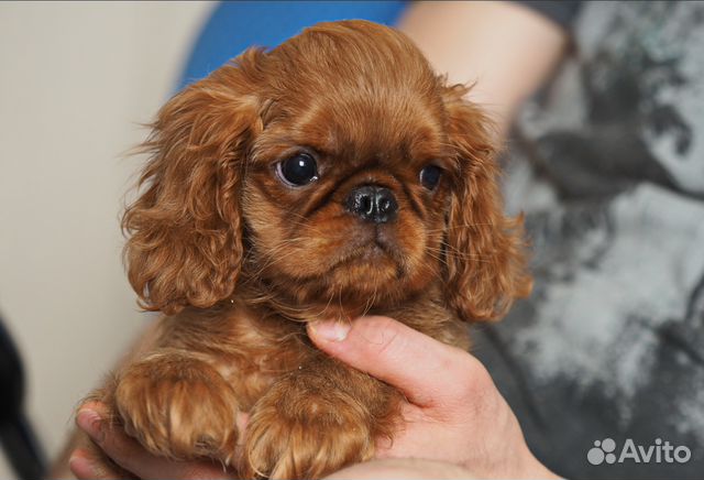 Красивый мальчик Кинг Чарльз Спаниель