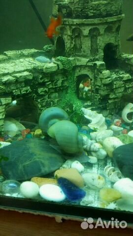 Улитки Ампулярии