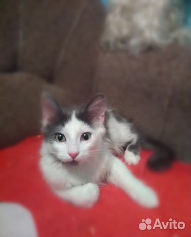 Счастье хозяина:)