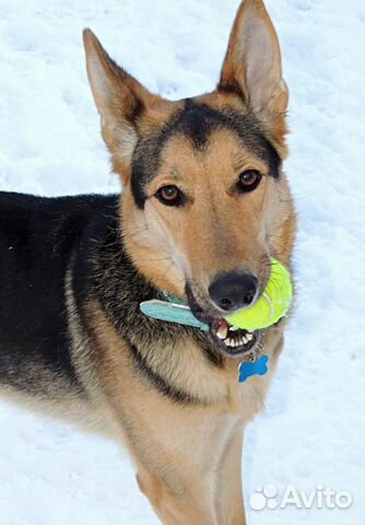 Метис немецкой овчарки Алиса в добрые руки