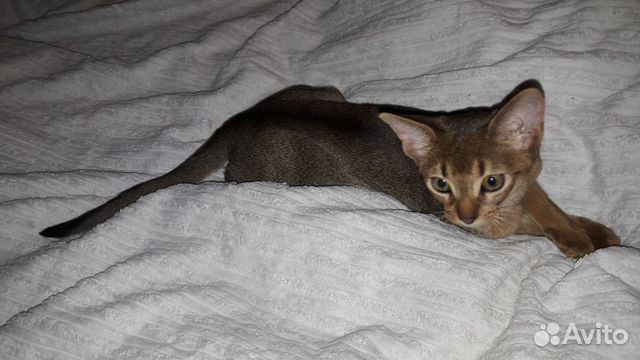 Абиссинские котята