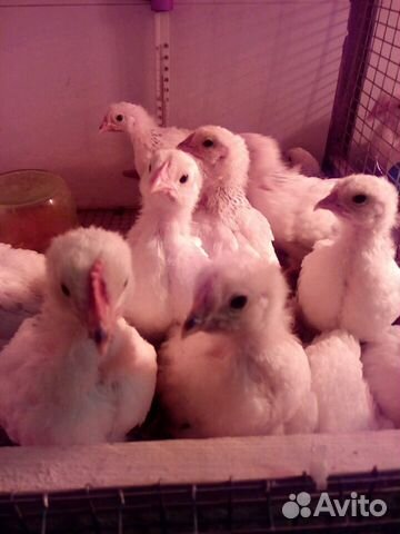 Цыплята серебро и инкубационные яйца