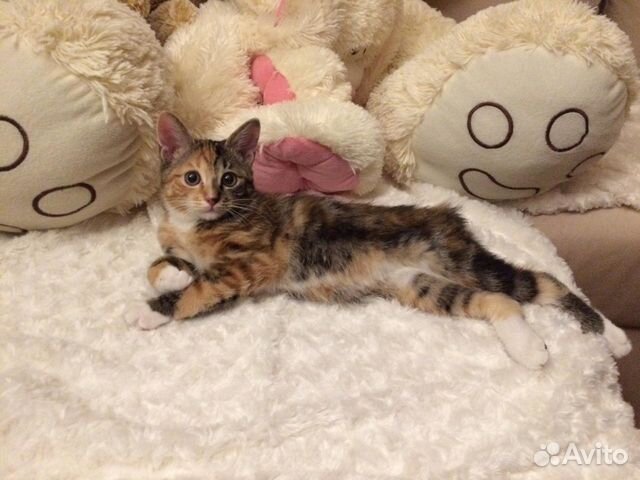 Курильский бобтейл. Девочка черепашка