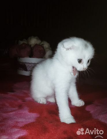 Шотландские котята