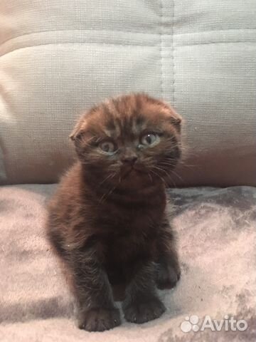 Шотландские котята