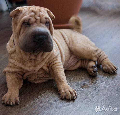 Славные плюшки