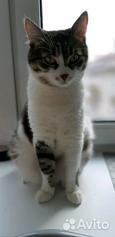 Отдам кошечку в добрые руки