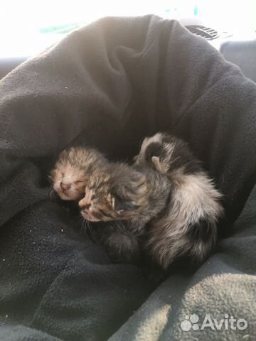 Котята, брошенные, слепые