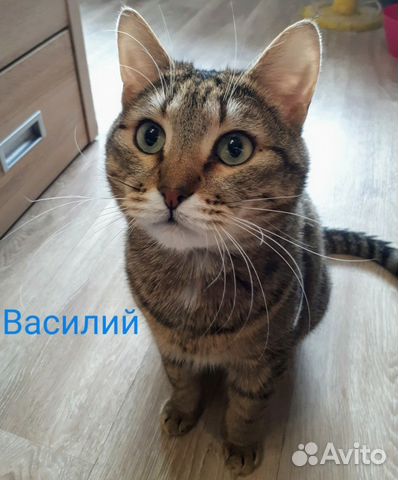 Красавчик Василий
