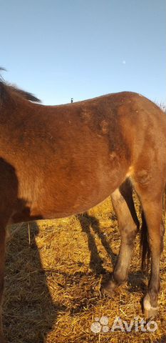 Продам жеребца