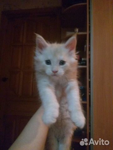 Котятки мейн кун