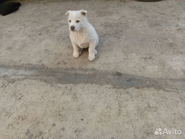 Лайка + Хаски