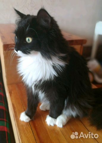 Кошка Пупа 1 год