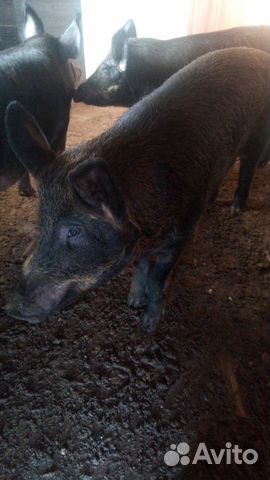 Свиньи кармалы