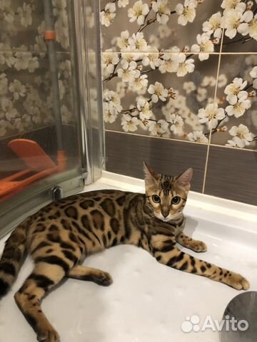 Бенгальская кошеа