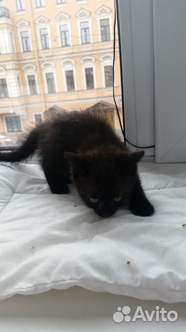 Домашние котята в добрые руки