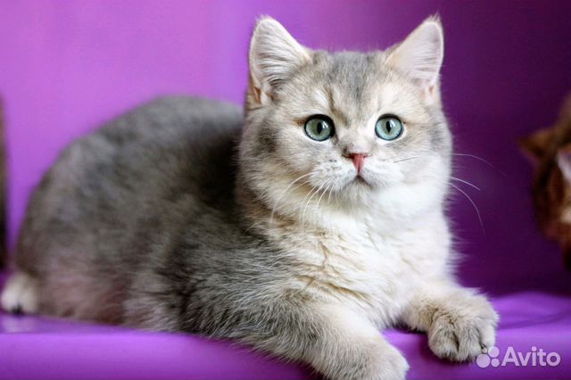 Британский кот в добрые руки