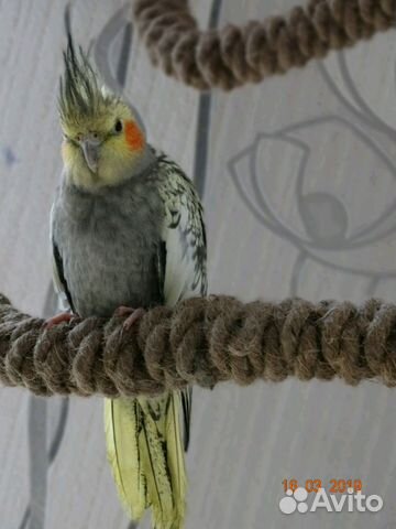 Корелла молодой самец