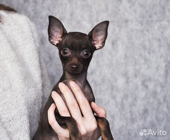 Щенок тойчик