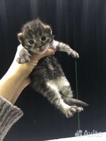 Котята ищут дом