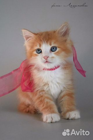 В добрые руки