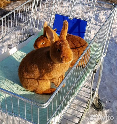 Нзк самки 5 мес