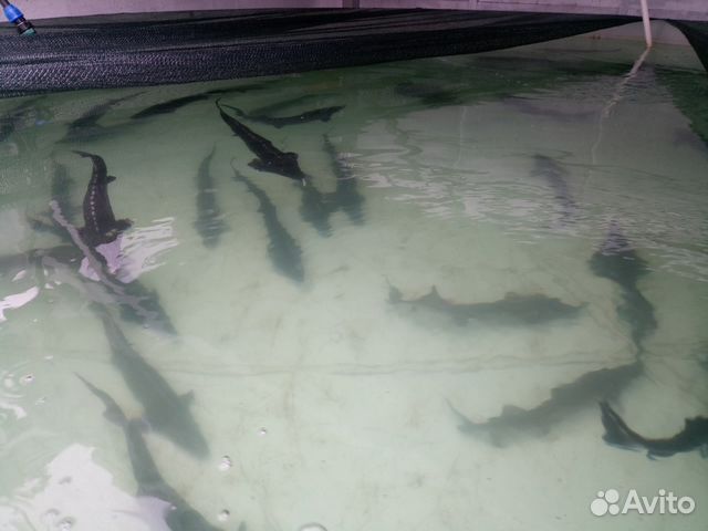 Бестер для зарыбления