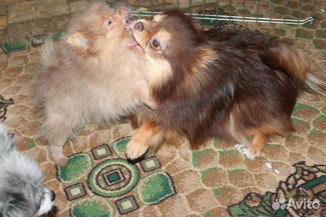 Супер пупсы