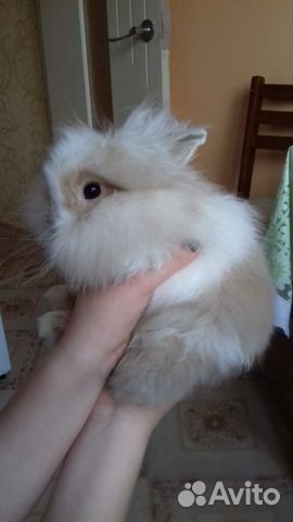 Львиноголовый кролик с клеткой кормом и сеном