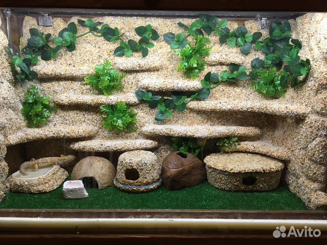 Эублефары и террариум