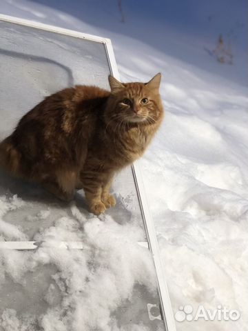 Курильский бобтейл на вязку