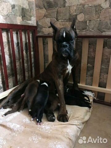 Щенки Боксёра