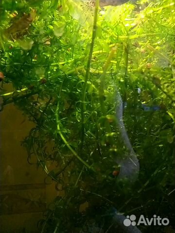 Элодея, ампулярии