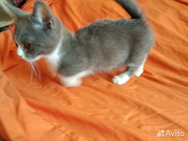 Фуркади-4мес и 3мес с короткой и длинной лапой