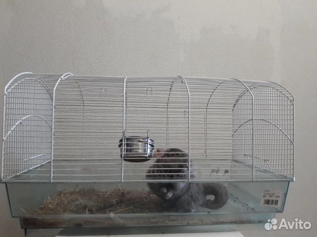 Отдам шиншиллу коричневый бархат и клетку