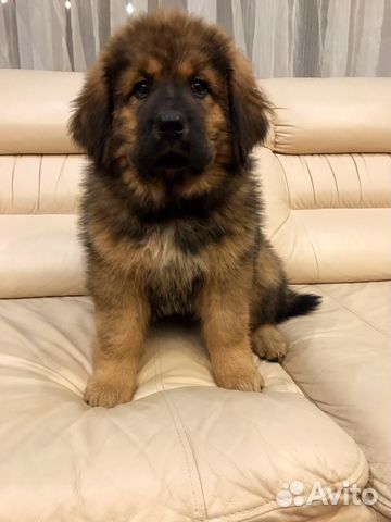 Тибетский мастиф