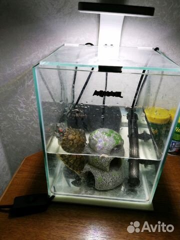 Отдам черепаху