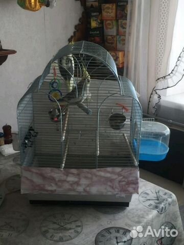 Попугаи корелла