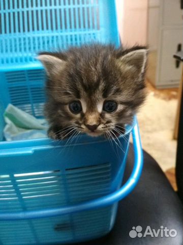 Котенок чёрный пушистый