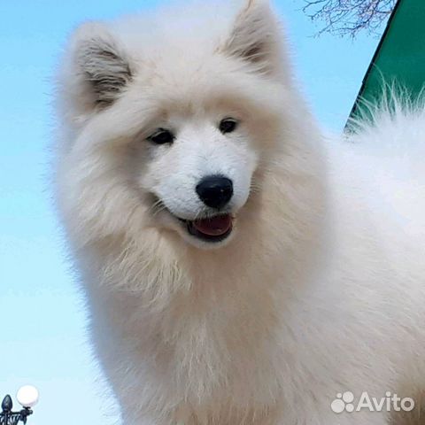 Самоед