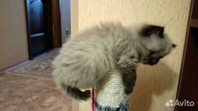 Четыре очаровательных кошечки ждут своих хозяев