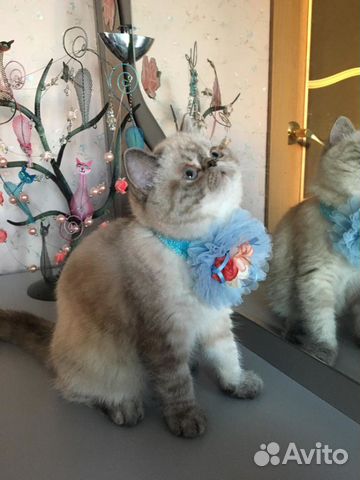 Гималайский экзотический котёнок (Melissa)